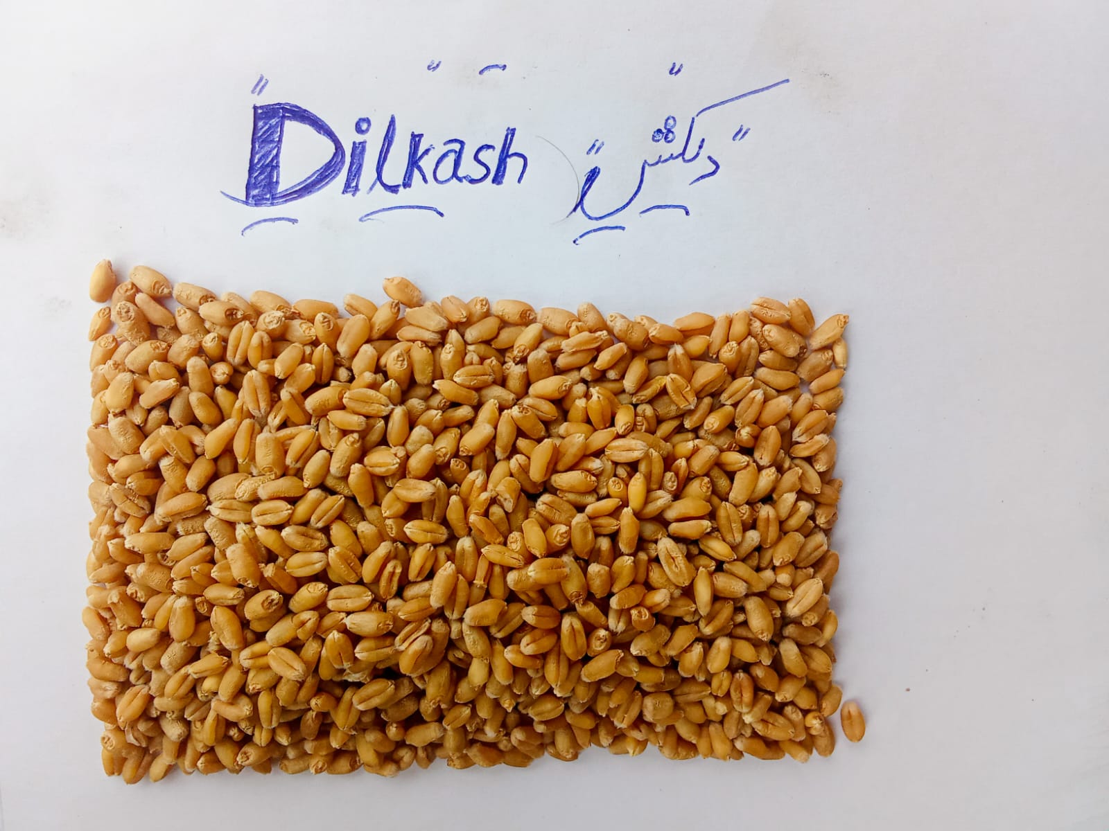 Dilkash – Askari Seeds – A Project of Army Welfare Trust