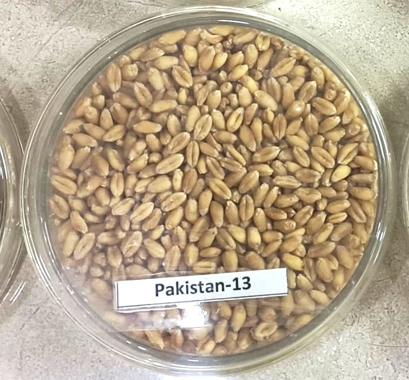 Pakistan-13 – Askari Seeds – A Project of Army Welfare Trust